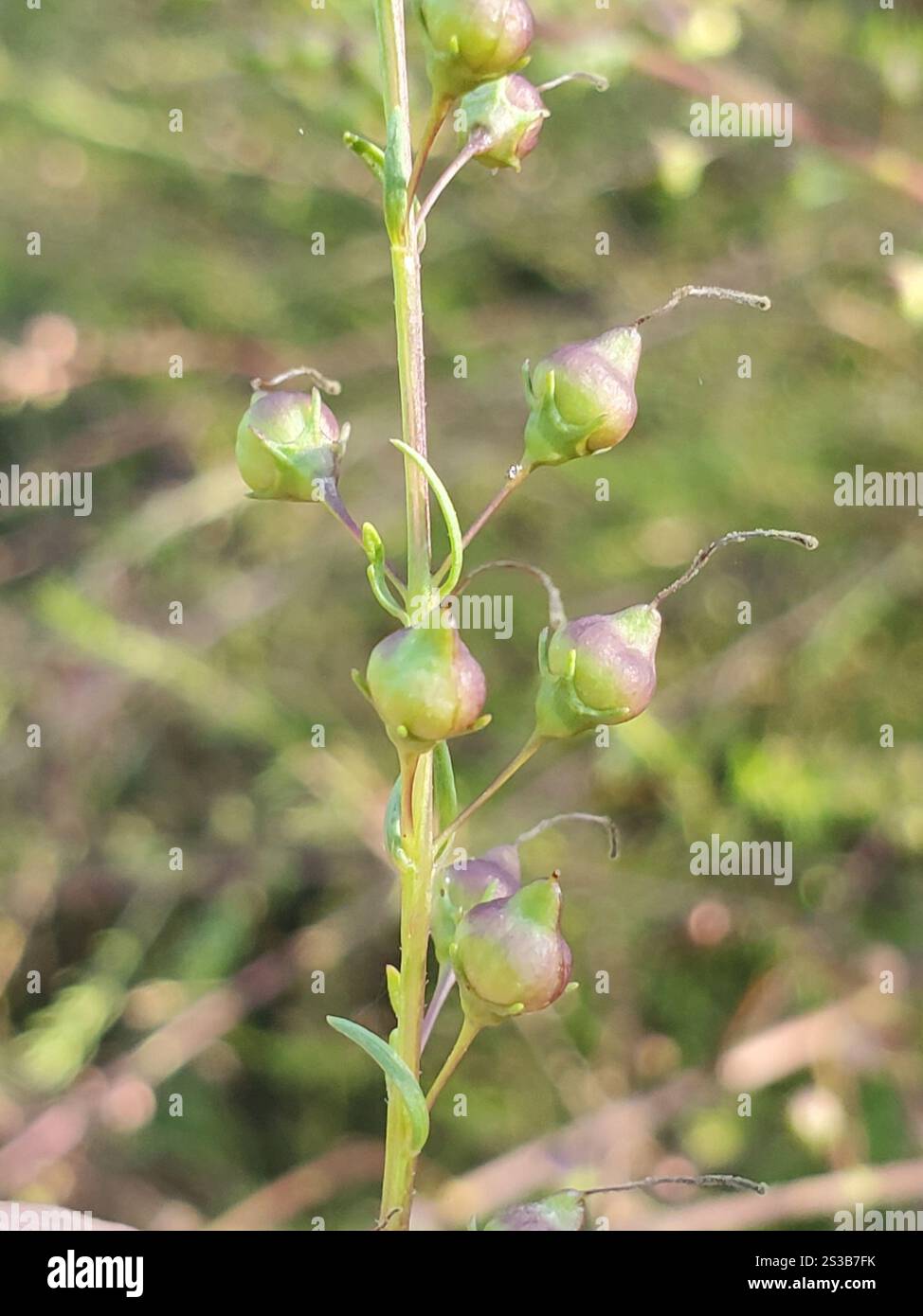 Yaupon Blacksenna (Seymeria cassioides Stock Photo - Alamy