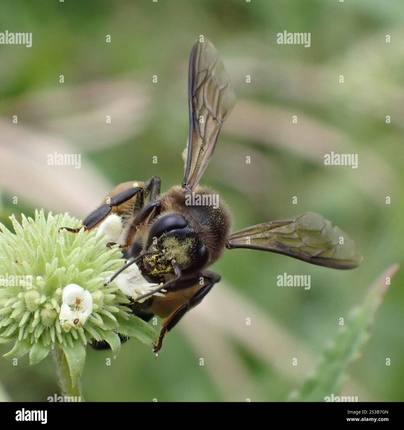 Sulawesi Giant Honey Bee (Apis dorsata binghami Stock Photo - Alamy