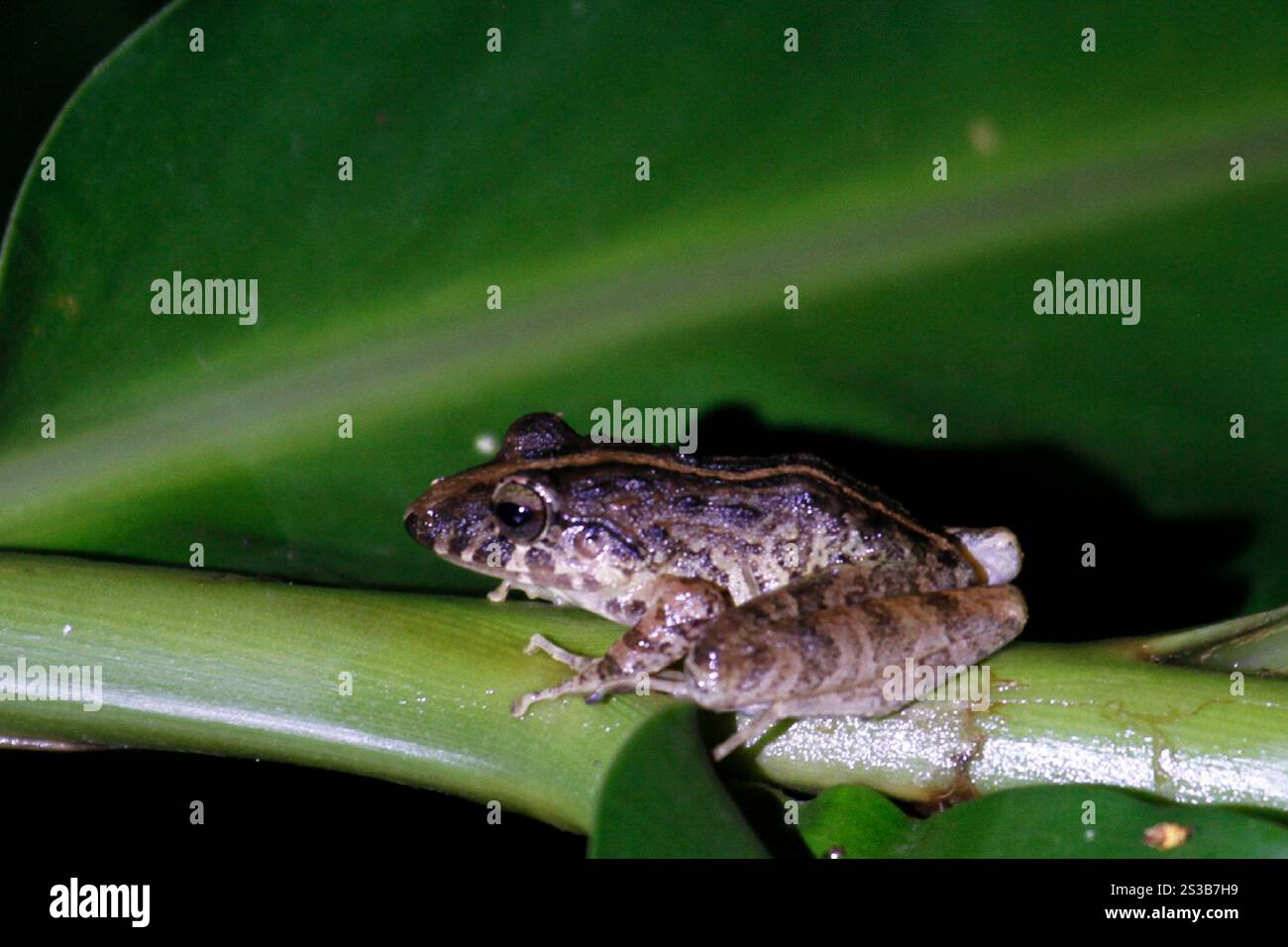 Northern Rainfrogs (Craugastor Stock Photo - Alamy