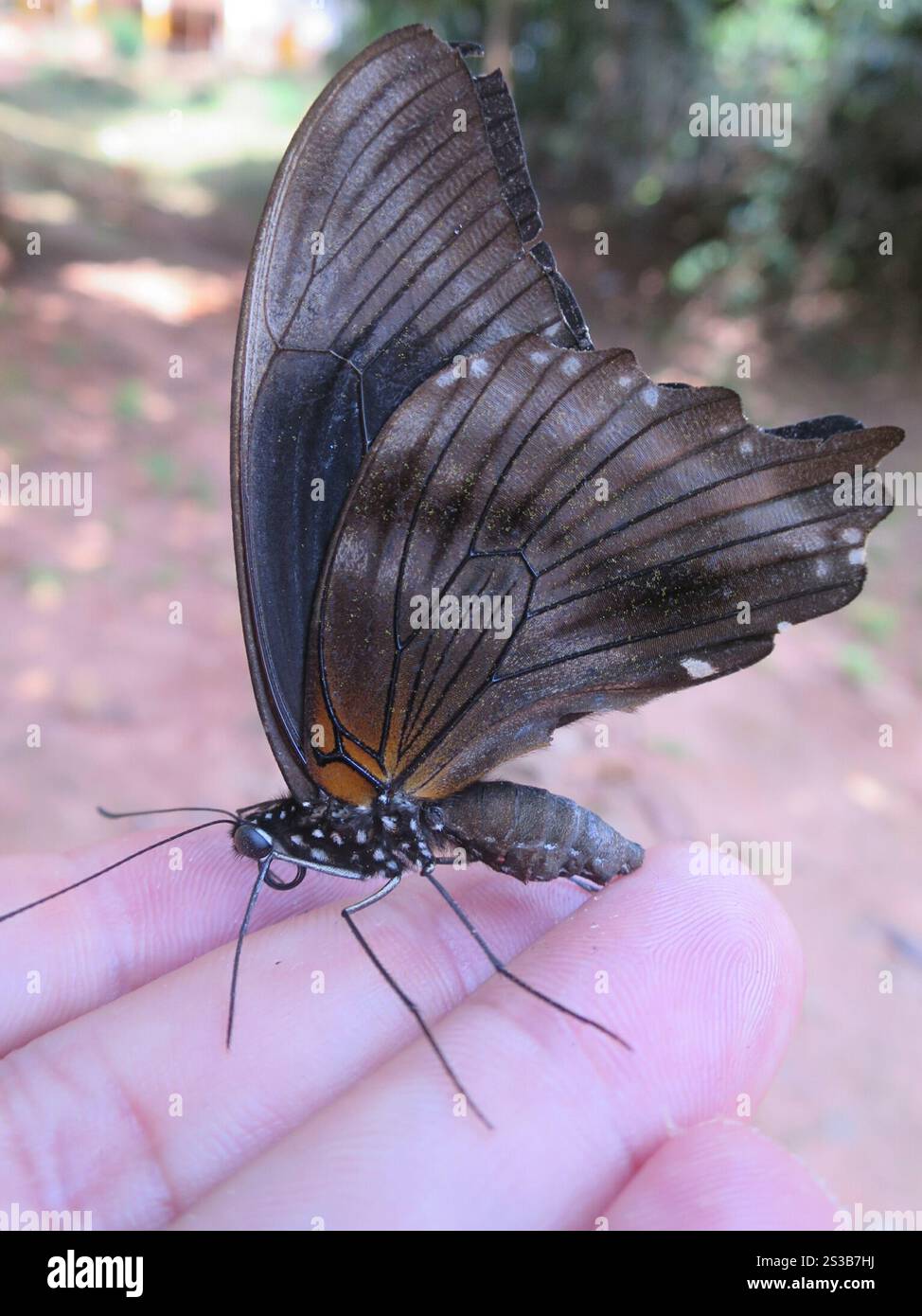 Medium Green-banded Swallowtail (Papilio sosia Stock Photo - Alamy