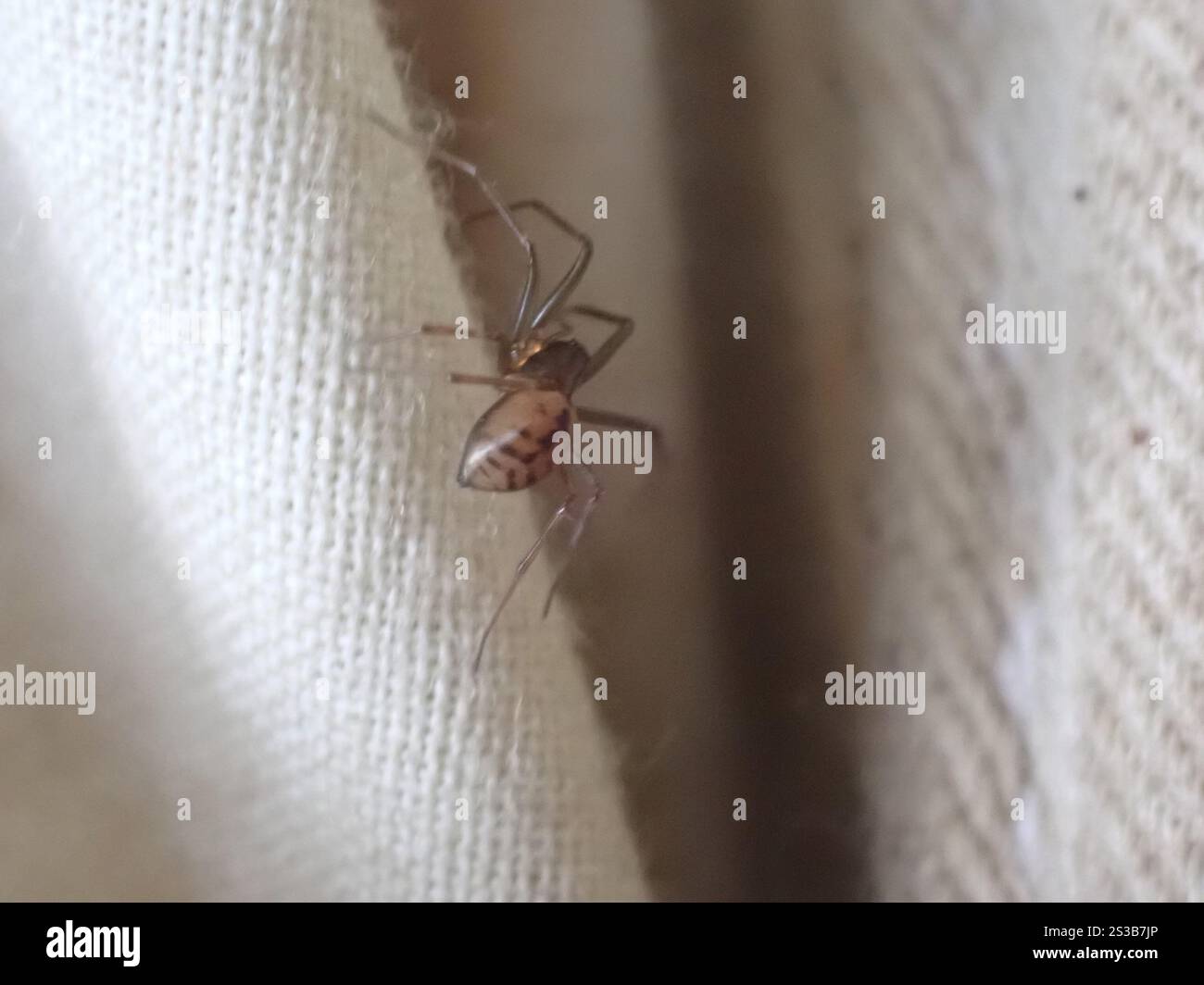Sheetweb and Dwarf Weavers (Linyphiidae Stock Photo - Alamy