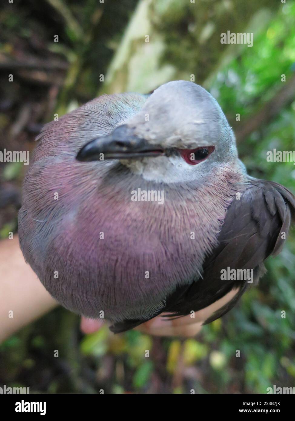 Lemon Dove (São Tomé) (Aplopelia larvata simplex Stock Photo - Alamy