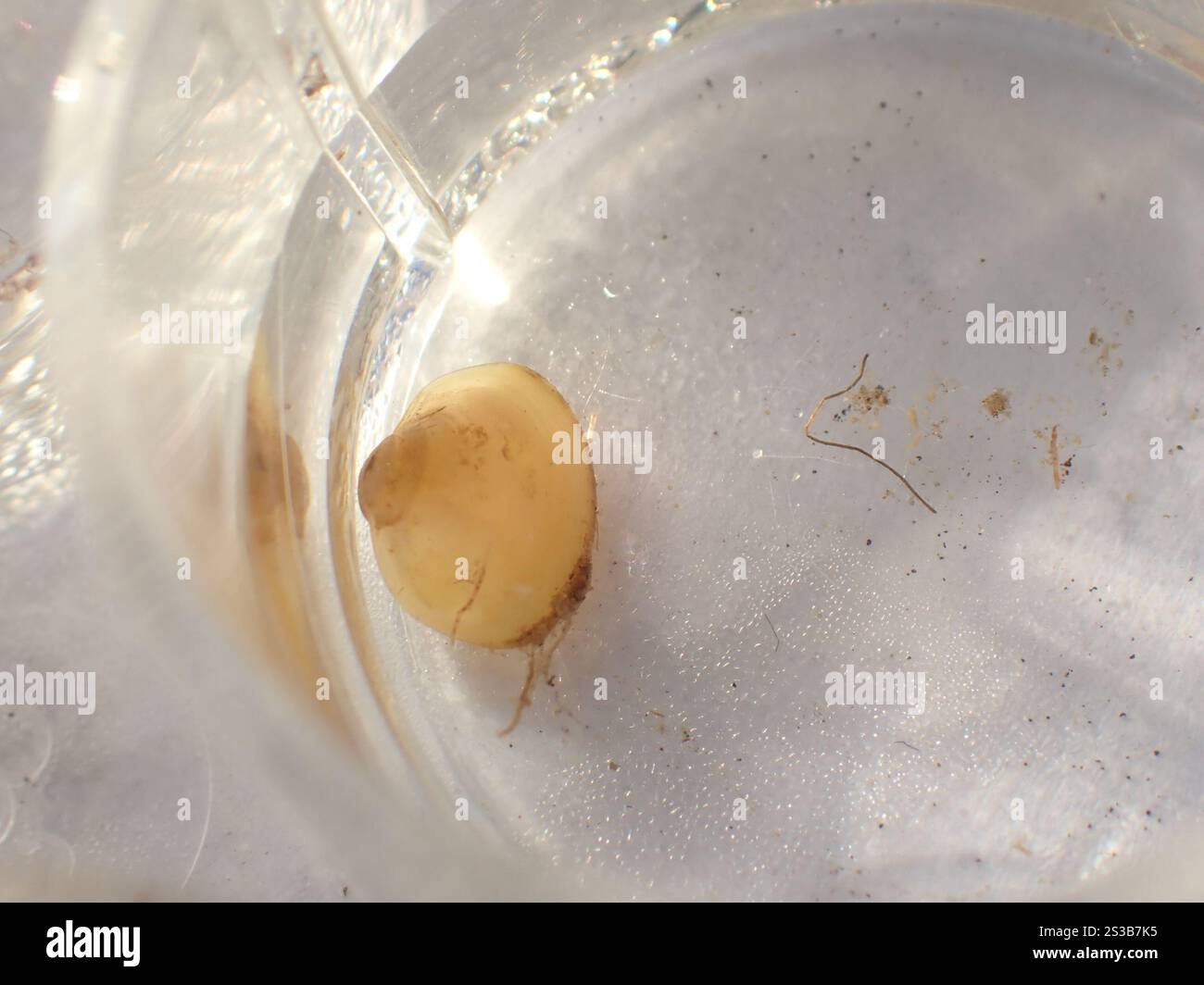 pond fingernailclam (Musculium securis Stock Photo - Alamy