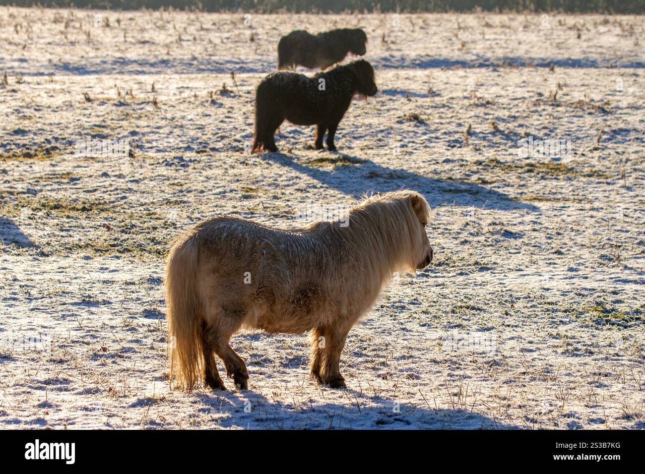 Tarleton. 09 Jan 2024 UK Weather. Freezing temperatures and snow ...