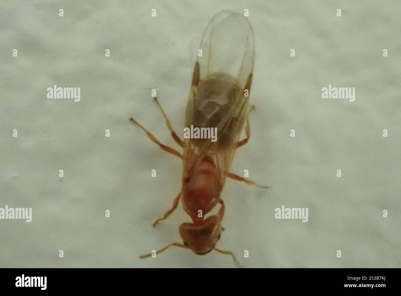 Cecropia Ants and Allies (Azteca Stock Photo - Alamy