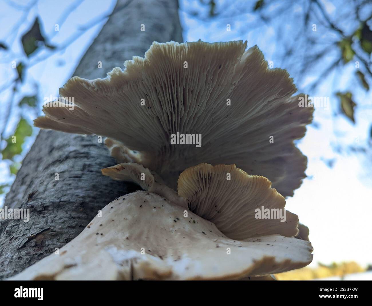pale oyster (Pleurotus pulmonarius Stock Photo - Alamy