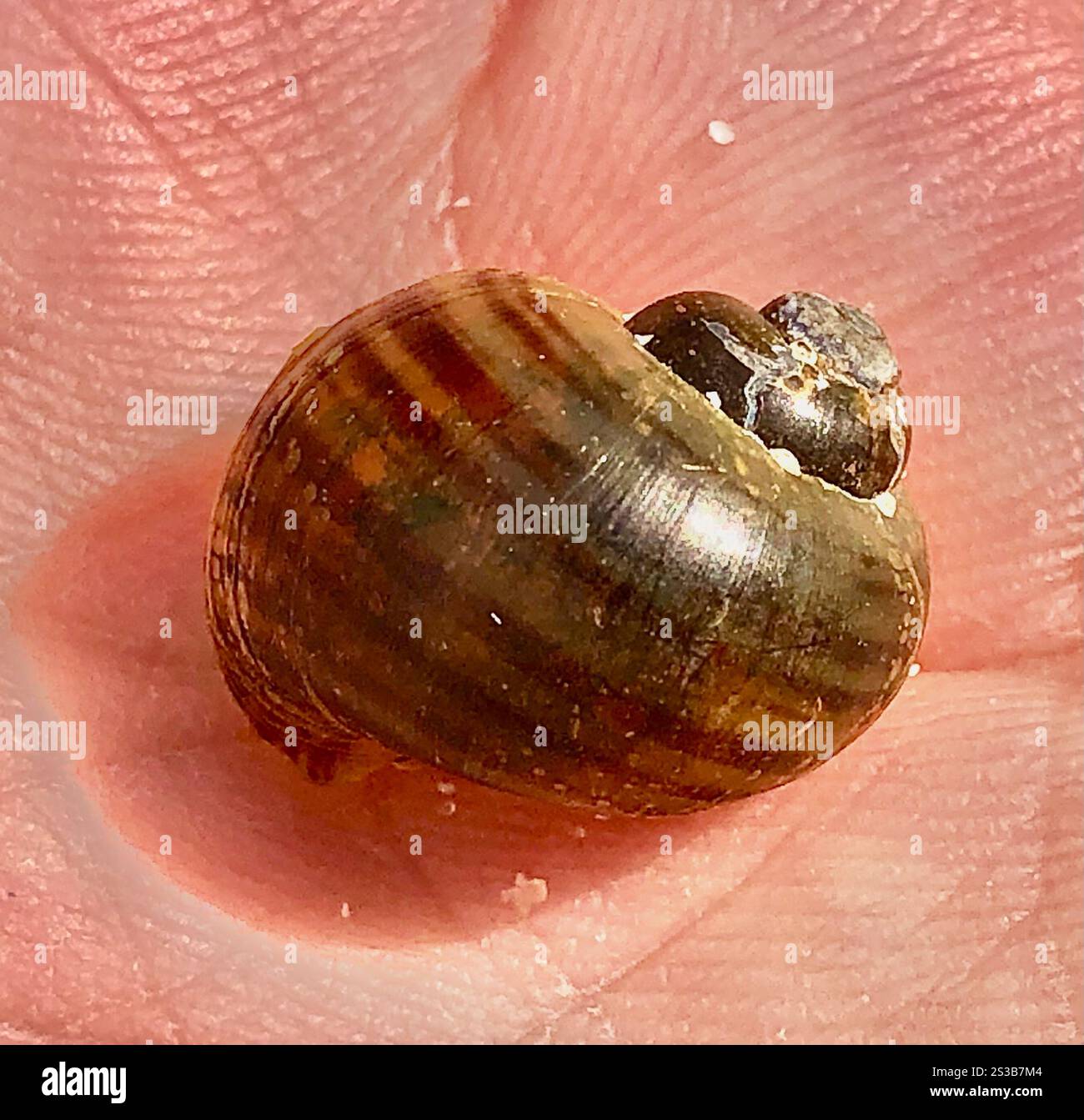 Channeled Apple Snail (Pomacea canaliculata Stock Photo - Alamy