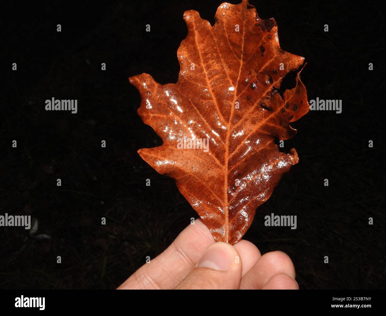 swamp white oak (Quercus bicolor Stock Photo - Alamy