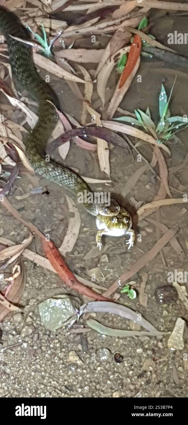 Common keelback (Tropidonophis mairii Stock Photo - Alamy