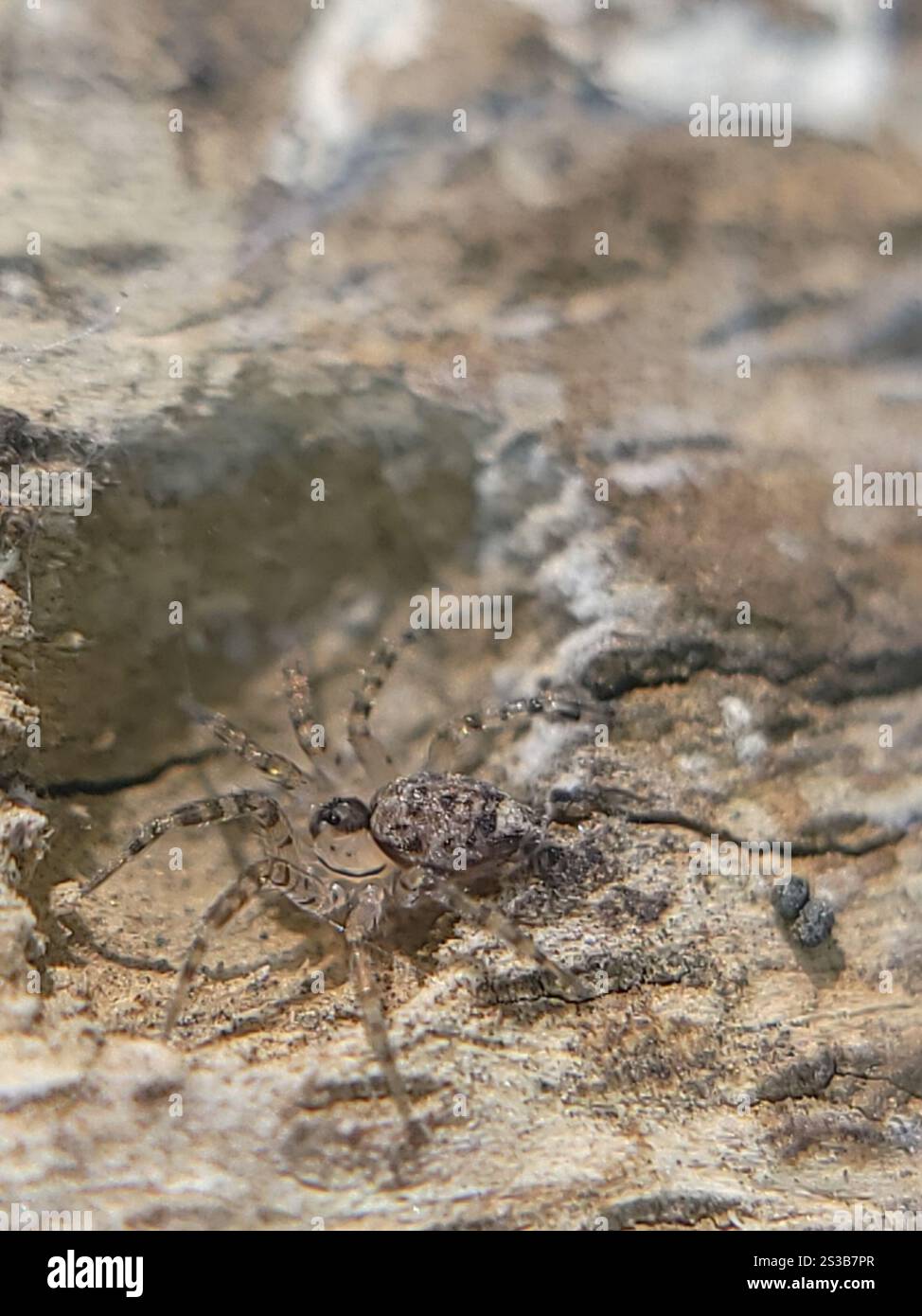 Wall Spiders (Oecobius Stock Photo - Alamy
