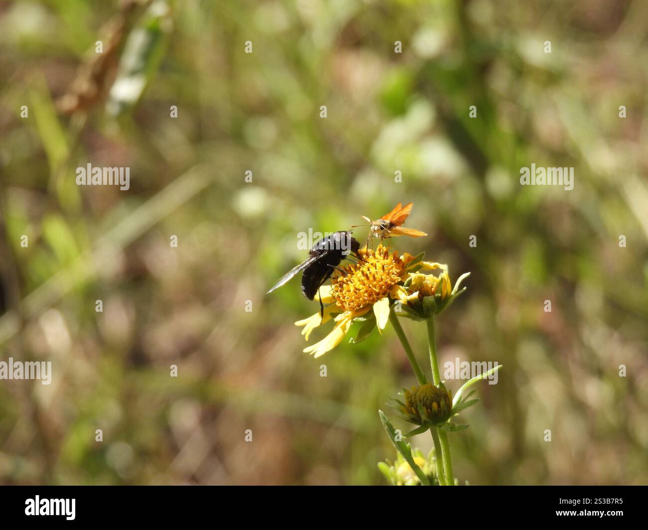 Mexican Cactus Fly (Copestylum mexicanum Stock Photo - Alamy
