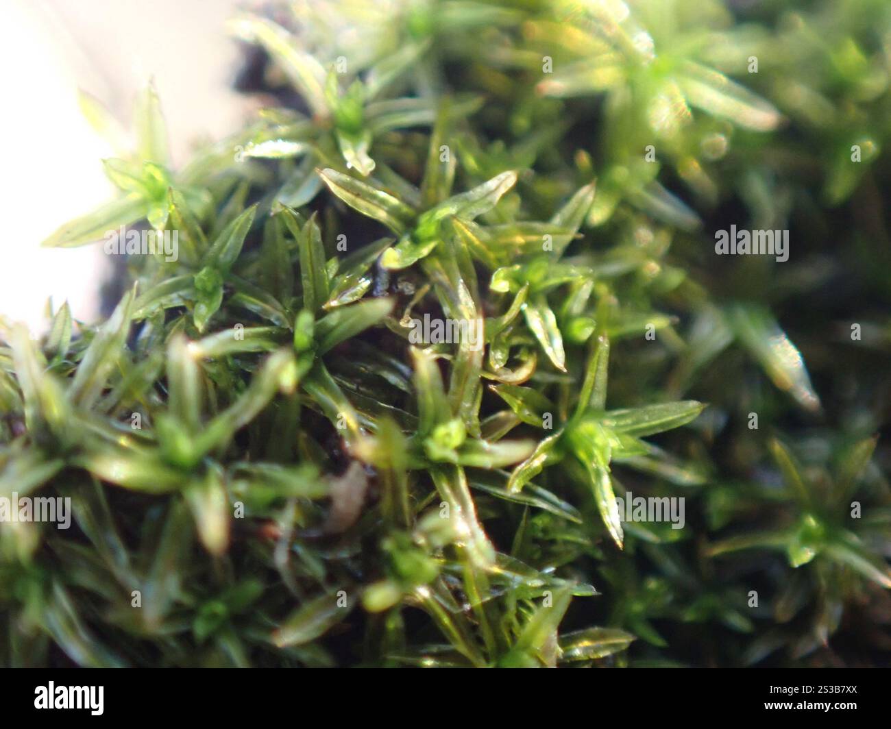 Bird's-Claw Beard-Moss (Barbula unguiculata Stock Photo - Alamy