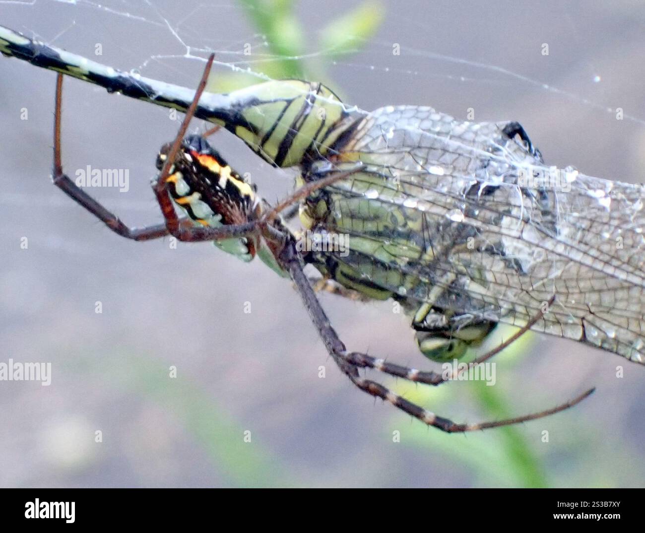 Grass Cross Spider (Argiope catenulata Stock Photo - Alamy