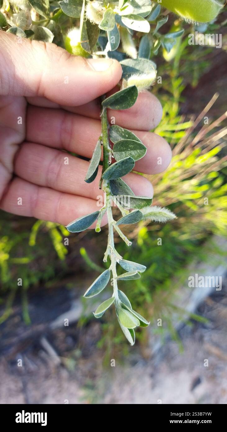Myrtle Capesweetpea (Podalyria myrtillifolia Stock Photo - Alamy