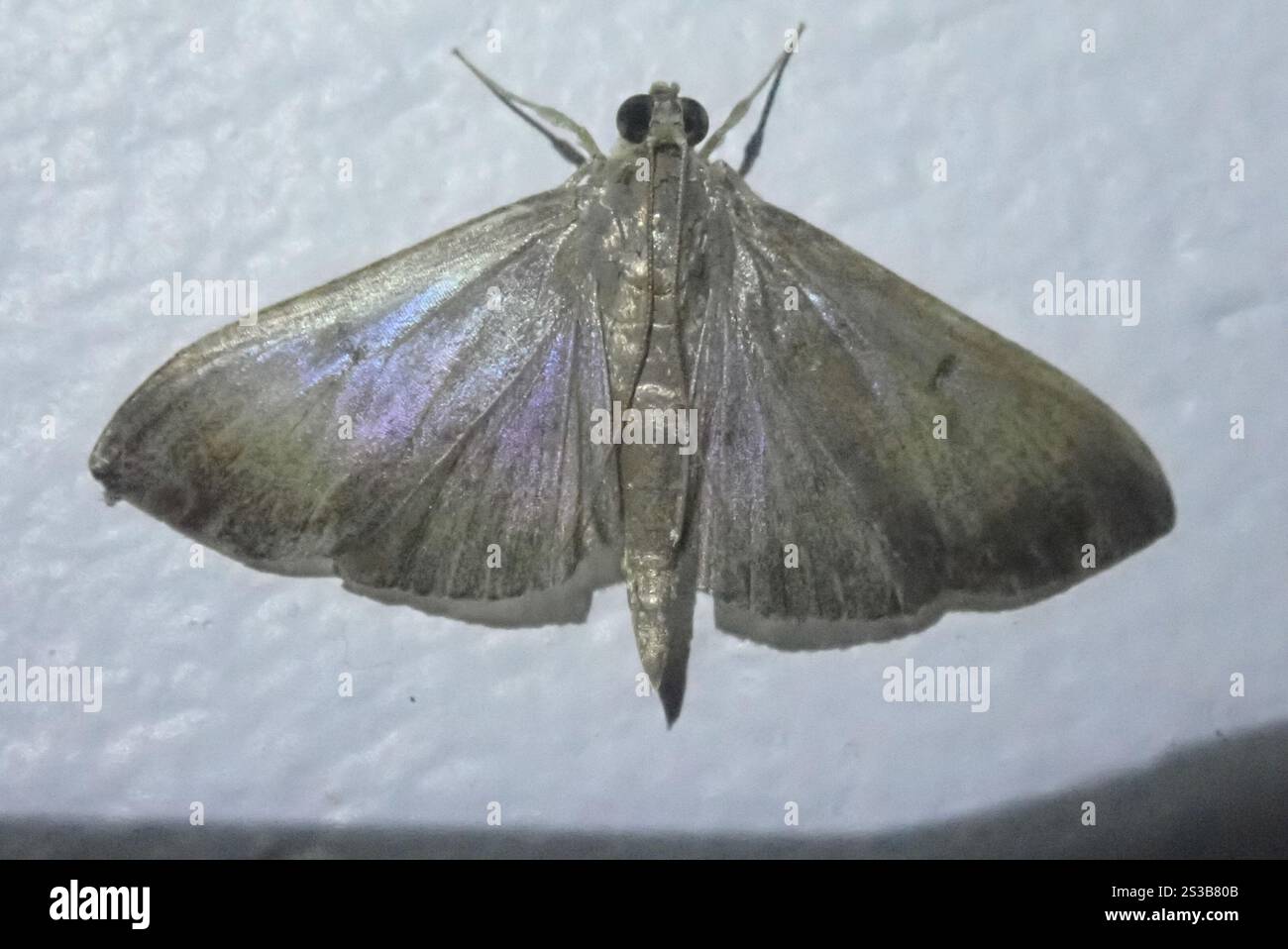 Pearl Moths (Spilomelinae Stock Photo - Alamy