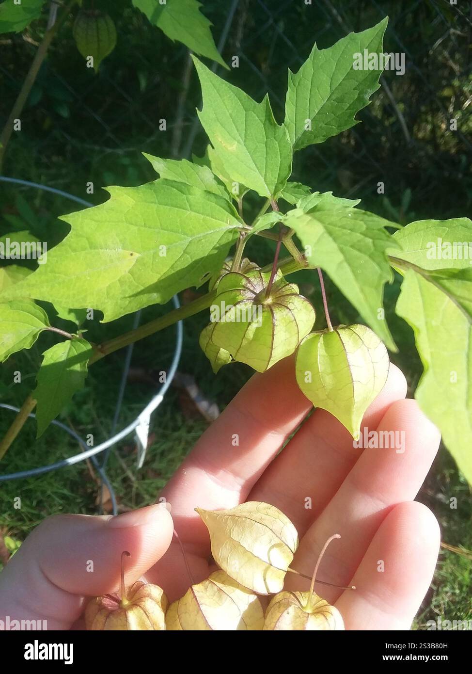 cutleaf groundcherry (Physalis angulata Stock Photo - Alamy