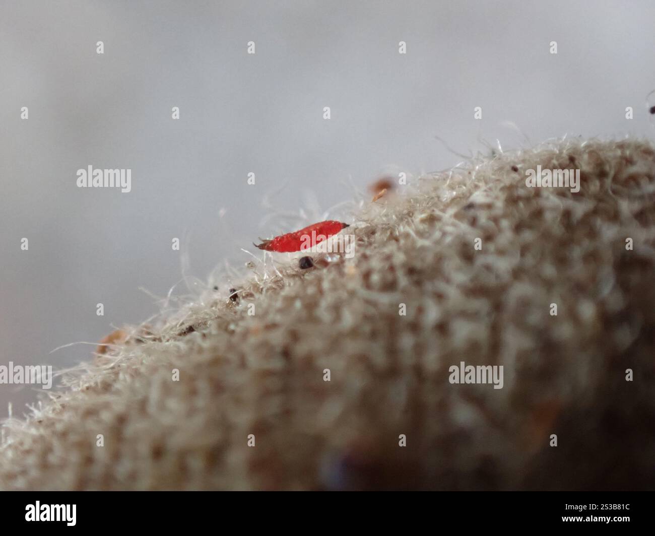 Tube-tailed Thrips (Phlaeothripidae Stock Photo - Alamy