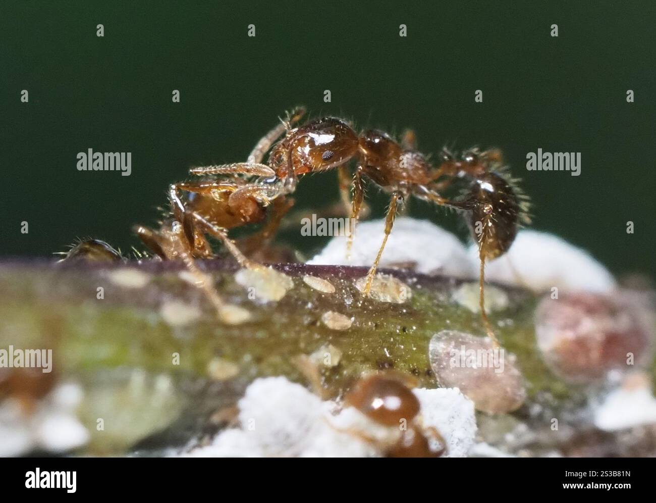 Tropical Fire Ant (Solenopsis geminata Stock Photo - Alamy