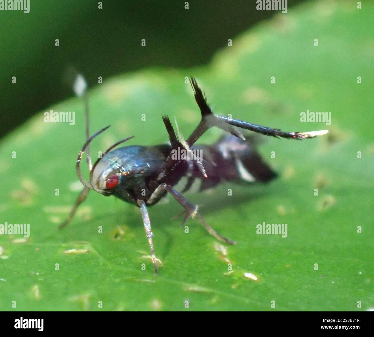 Curved-horn Moths (Gelechioidea Stock Photo - Alamy
