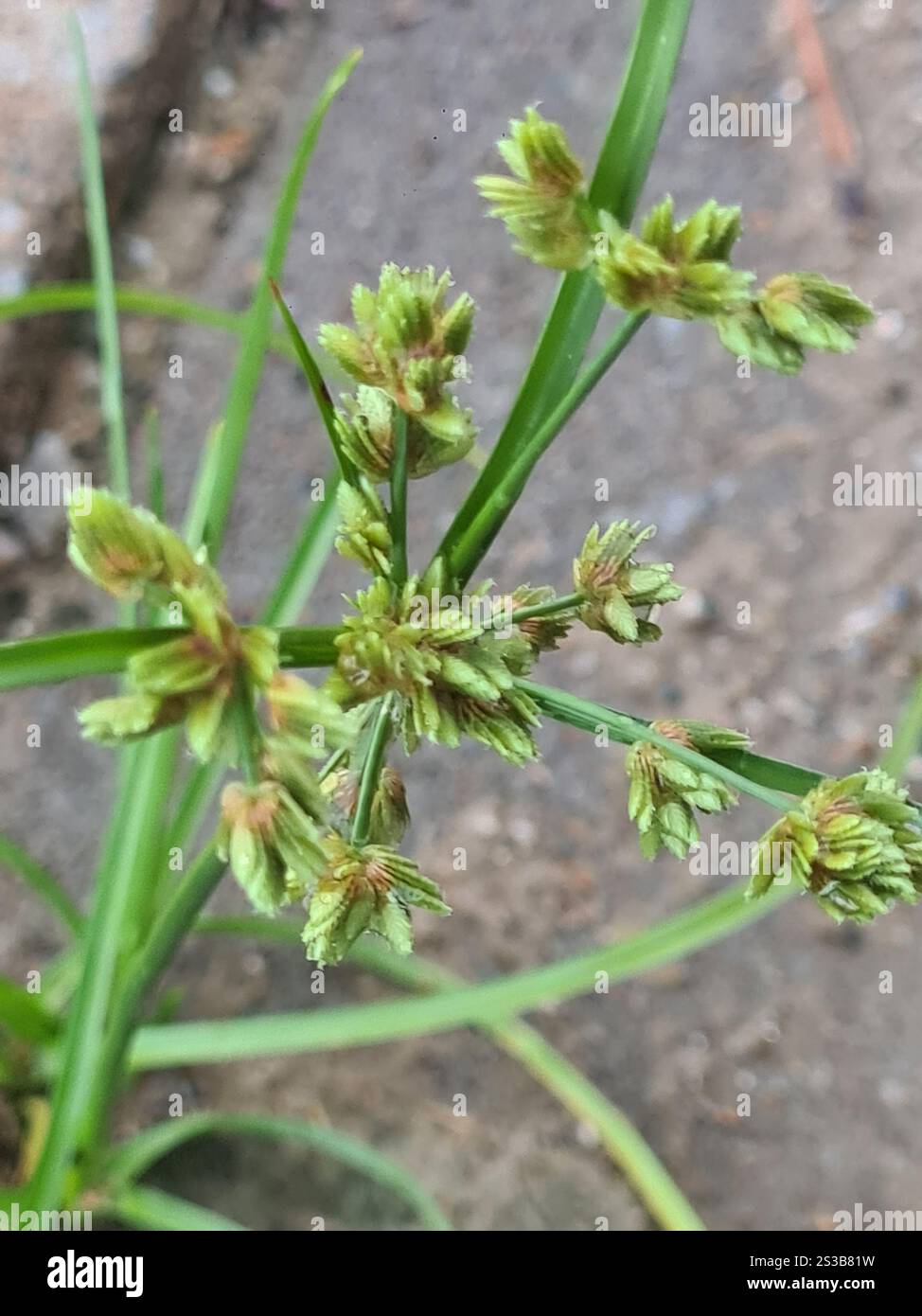 tropical flatsedge (Cyperus surinamensis Stock Photo - Alamy