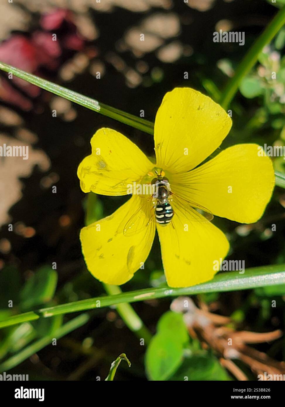 Large-tailed Aphideater (Eupeodes volucris Stock Photo - Alamy