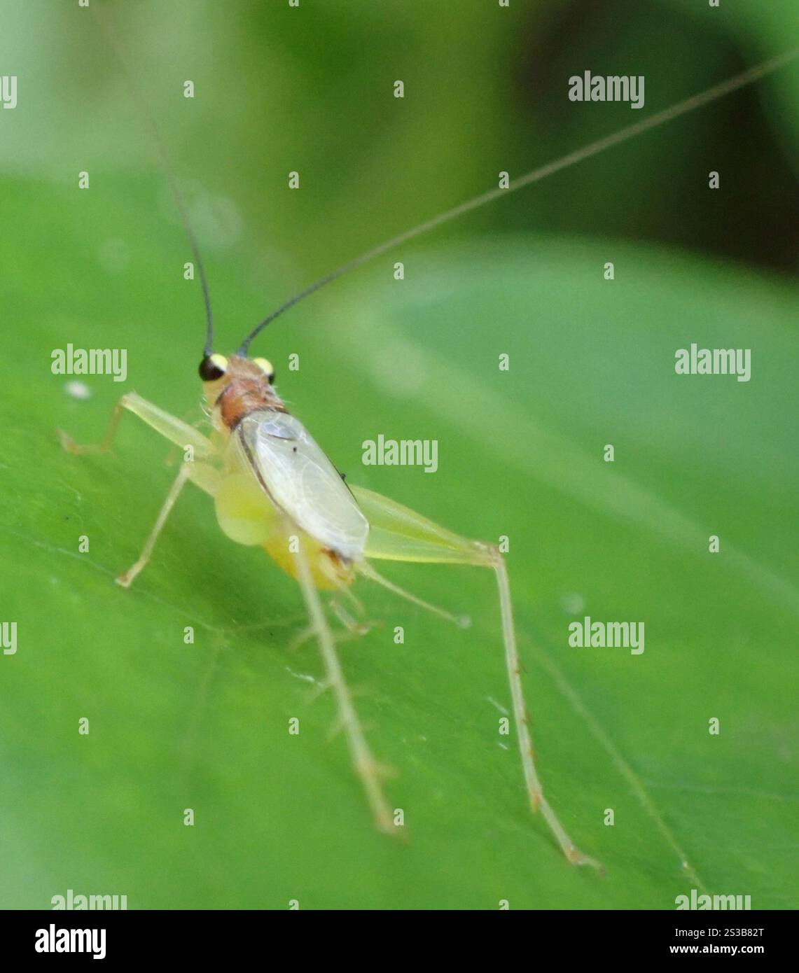 Trigs and Sword-tailed Crickets (Trigonidiinae Stock Photo - Alamy