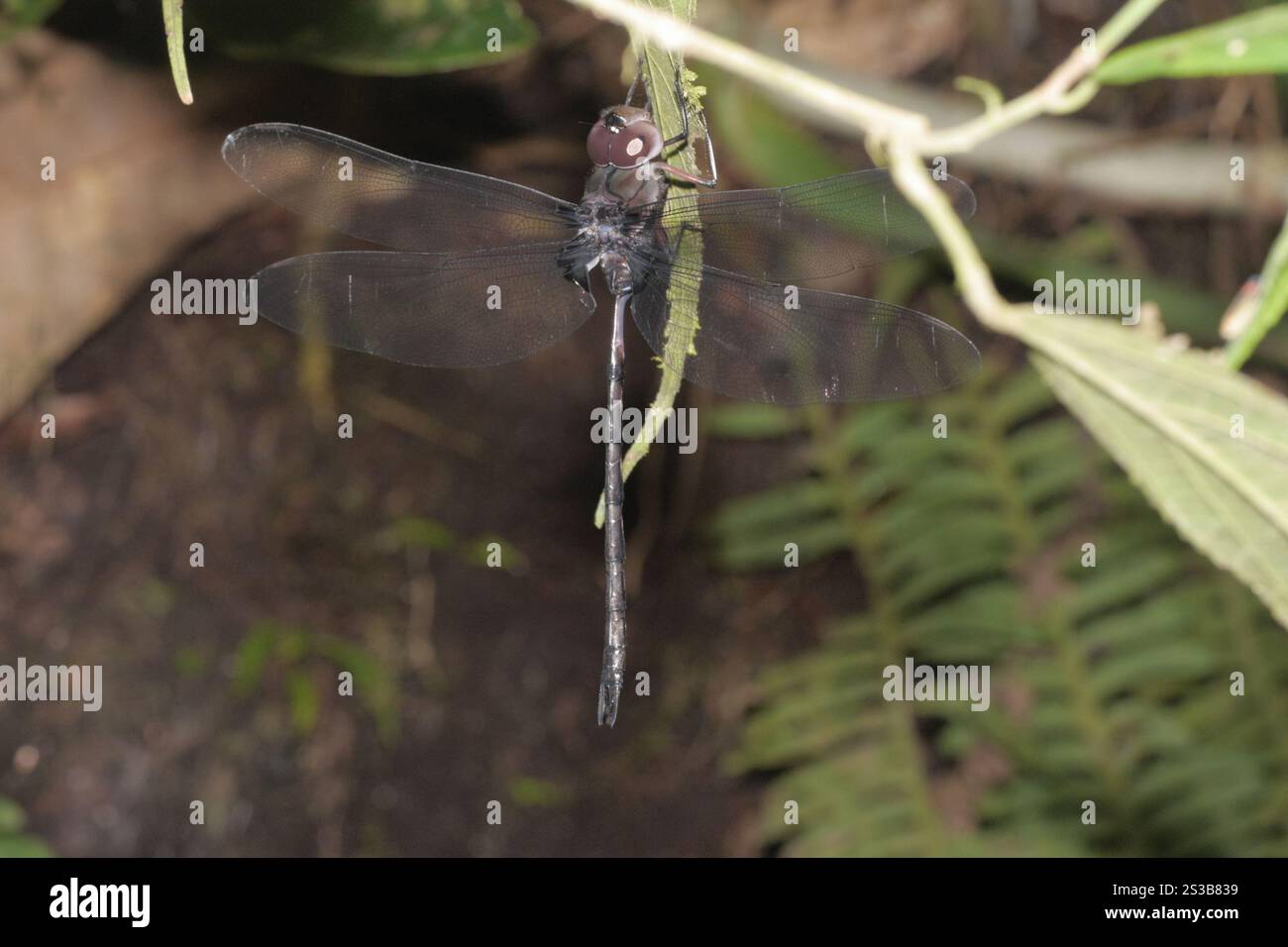 Dark-saddled Darner (Gynacantha membranalis Stock Photo - Alamy