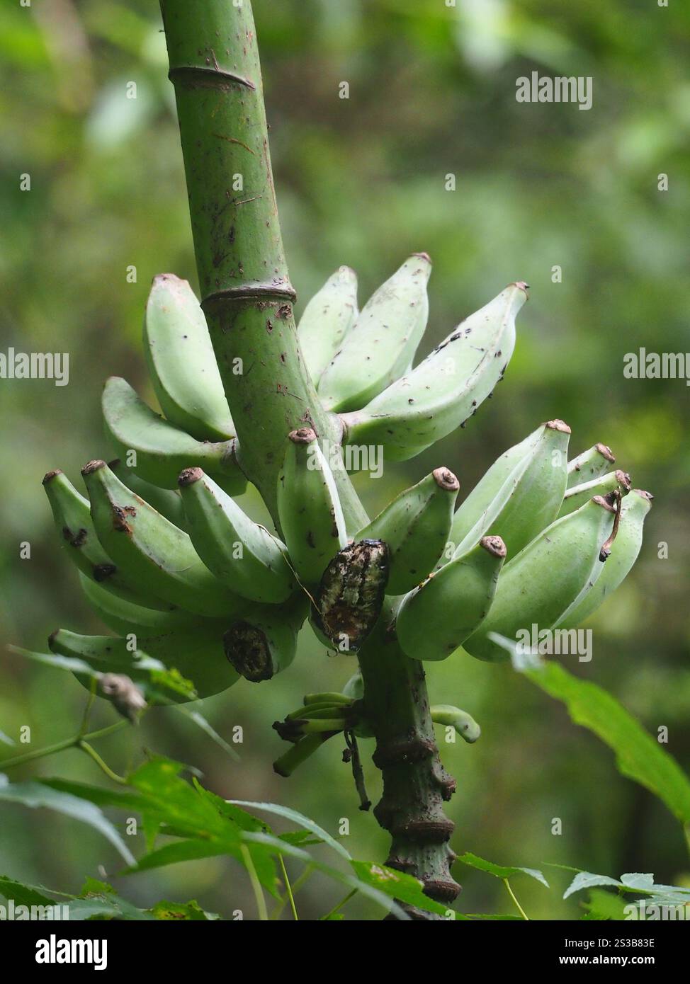 sweet wild banana (Musa balbisiana Stock Photo - Alamy