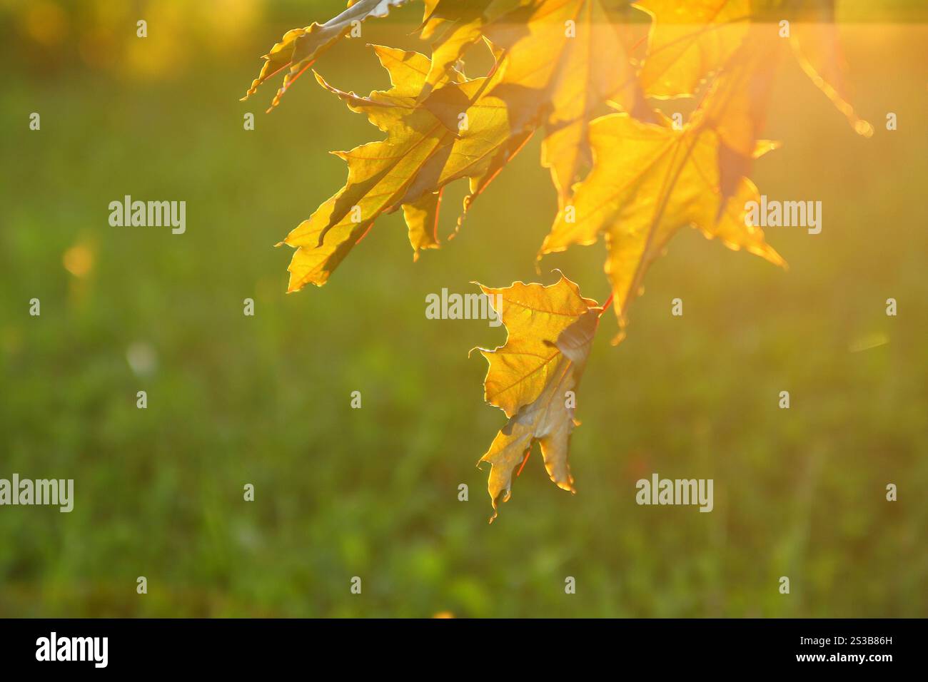 A close-up image capturing the vibrant golden leaves of an autumn maple ...