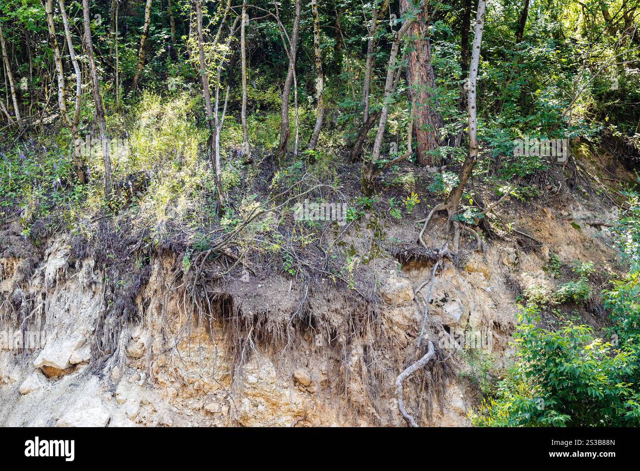 tree roots on crumbling slope of ravine in Dilijan city on sunny summer ...