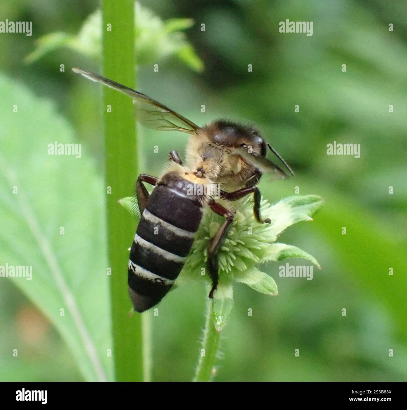 Sulawesi Giant Honey Bee (Apis dorsata binghami Stock Photo - Alamy