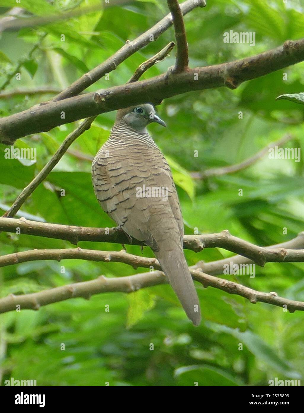 Zebra Dove (Geopelia striata Stock Photo - Alamy
