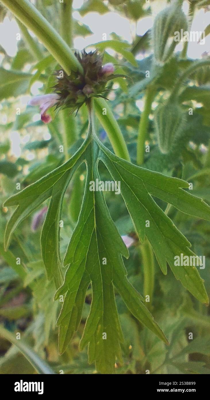 Chinese motherwort (Leonurus japonicus Stock Photo - Alamy