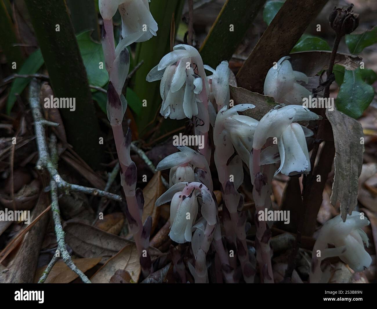 Ghost Pipe (Monotropa uniflora Stock Photo - Alamy