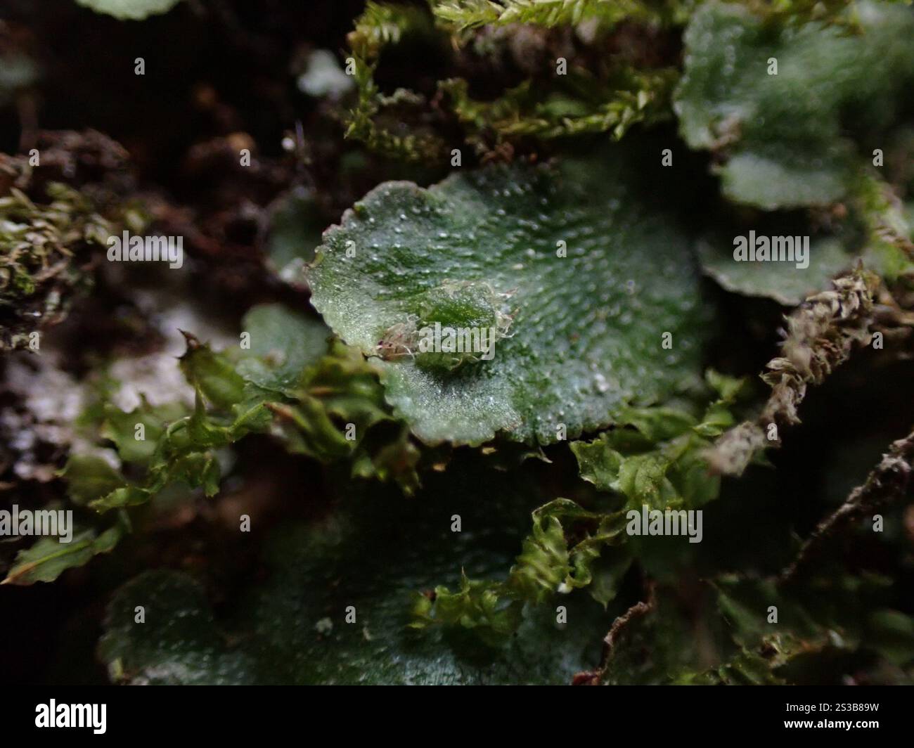 Hemisphaeric Liverwort (Reboulia hemisphaerica Stock Photo - Alamy