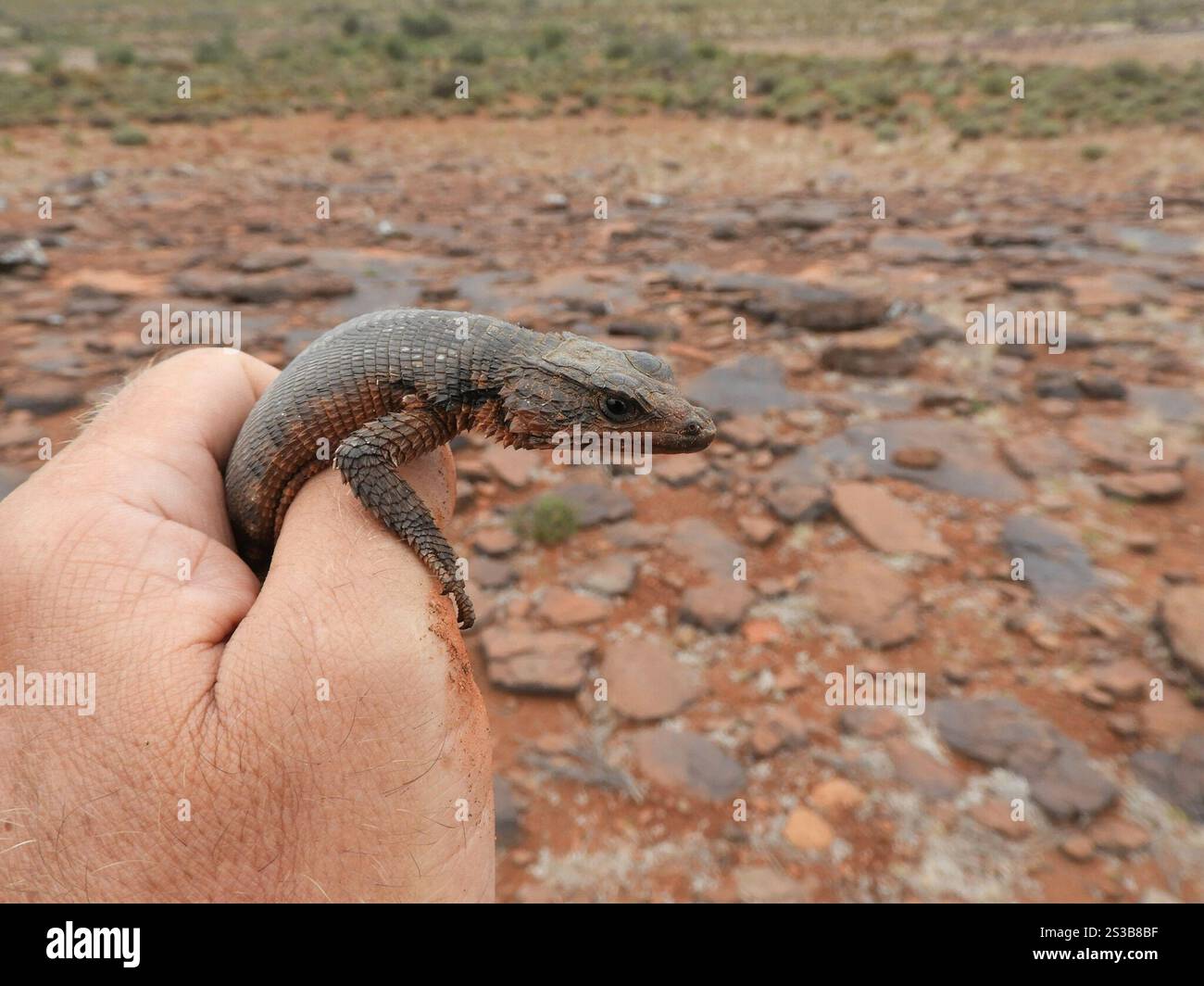 Karoo Girdled Lizard (Karusasaurus polyzonus Stock Photo - Alamy