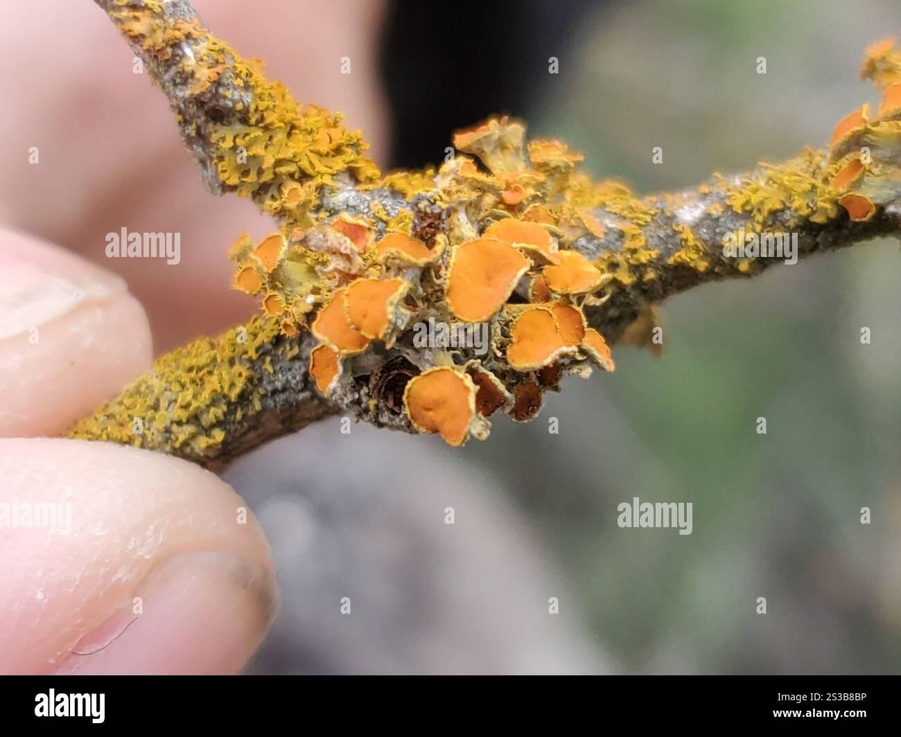 Golden-eye Lichen (Teloschistes chrysophthalmus Stock Photo - Alamy
