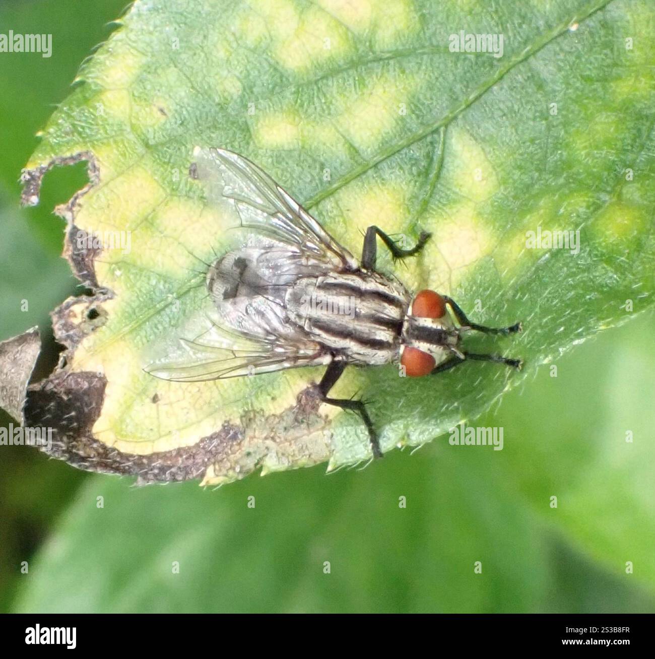 Common Flesh Flies (Sarcophaga Stock Photo - Alamy