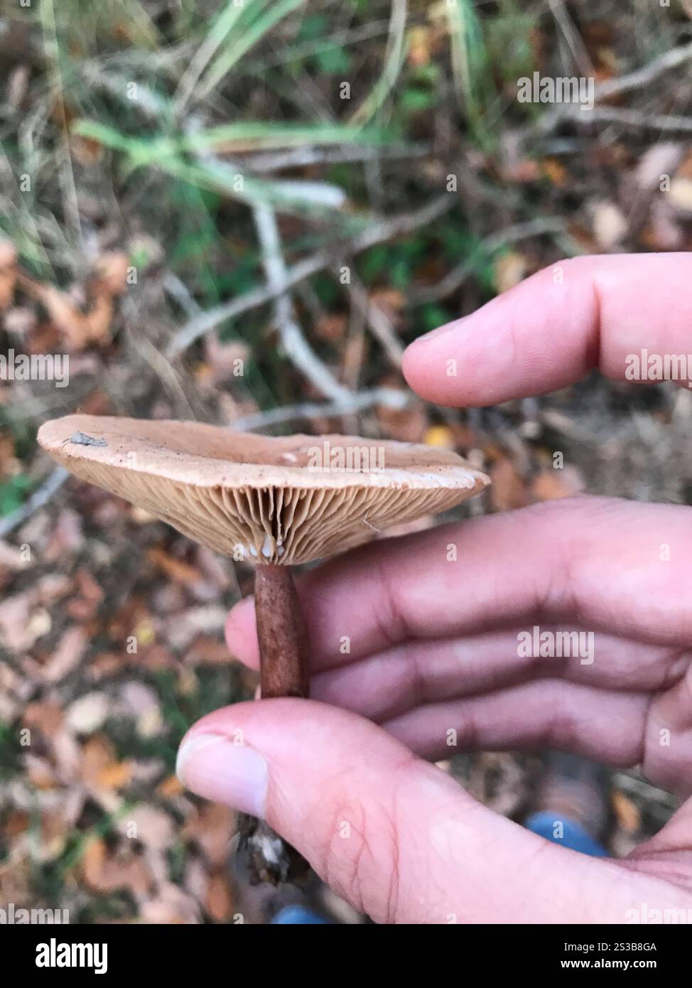 Oakbug Milkcap (Lactarius quietus Stock Photo - Alamy