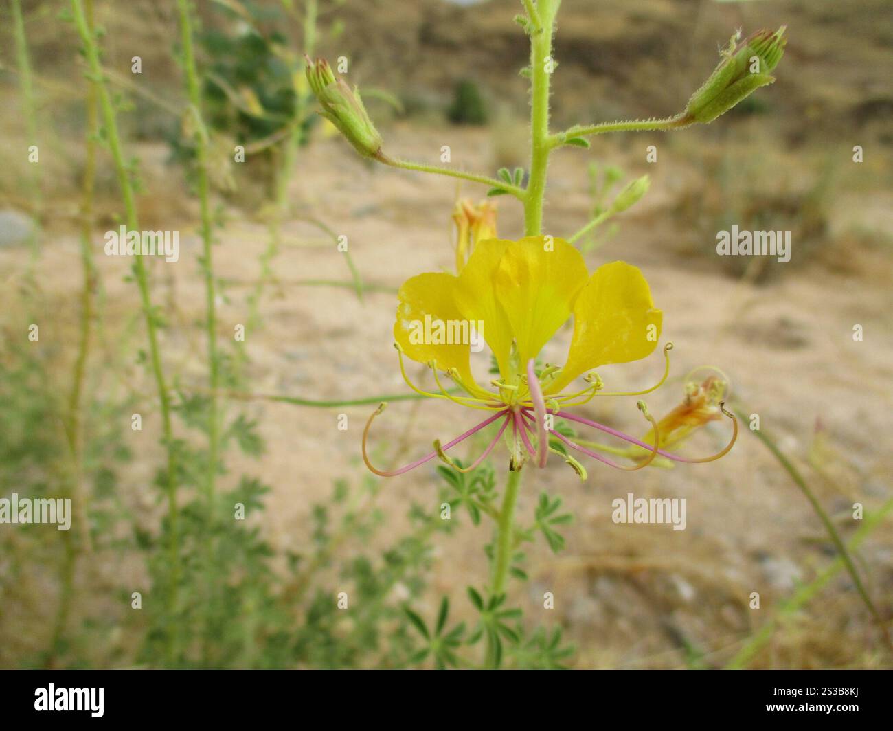 Leafy Spindlepod (Cleome foliosa Stock Photo - Alamy