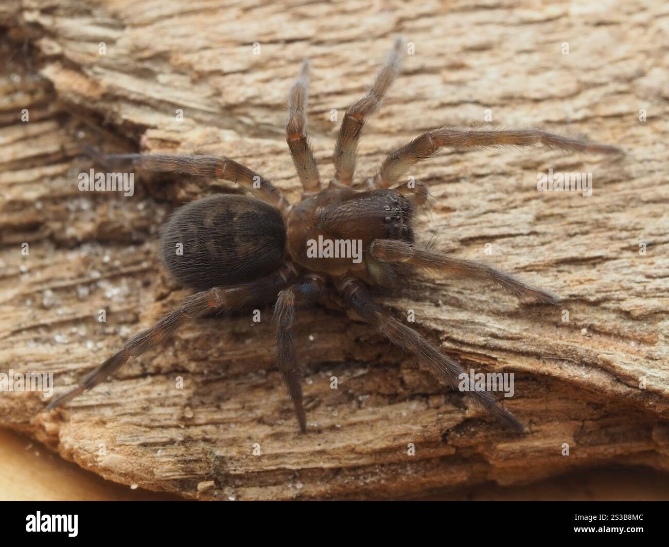 Black Laceweaver (Amaurobius ferox Stock Photo - Alamy