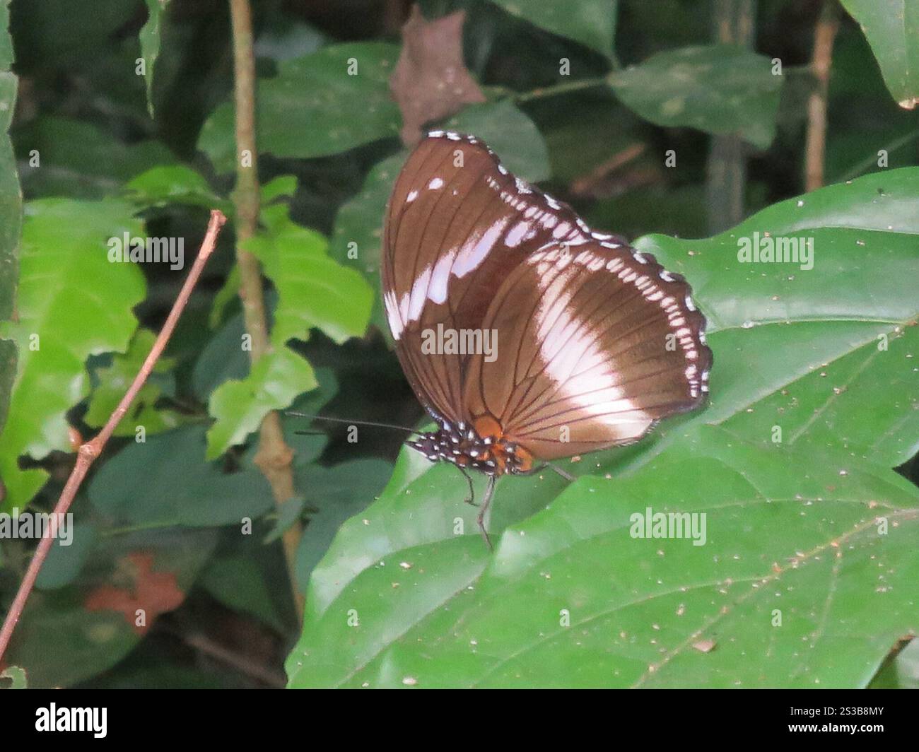 Blue Diadem Butterfly (Hypolimnas salmacis Stock Photo - Alamy