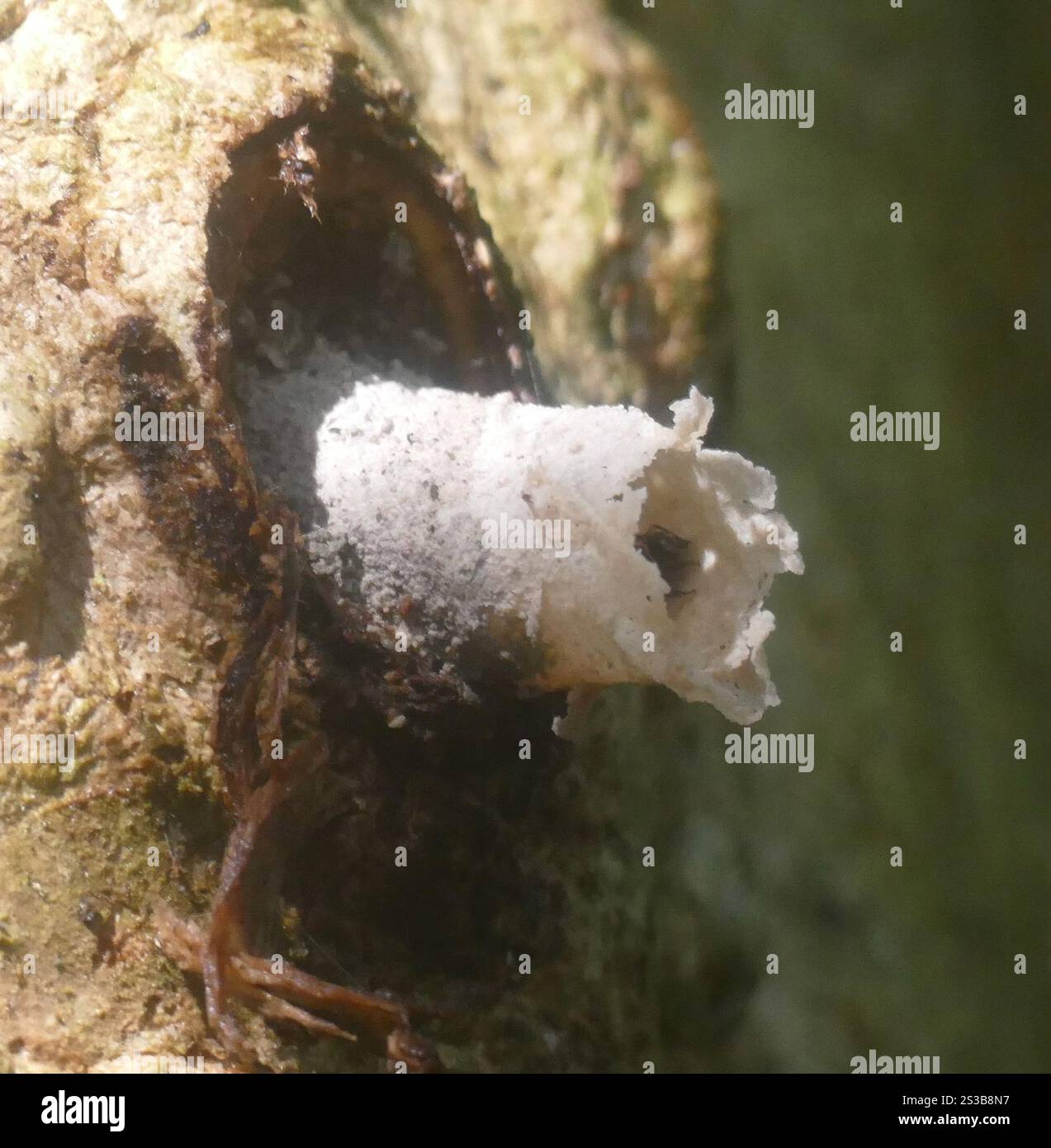 Stingless Bees (Meliponini Stock Photo - Alamy
