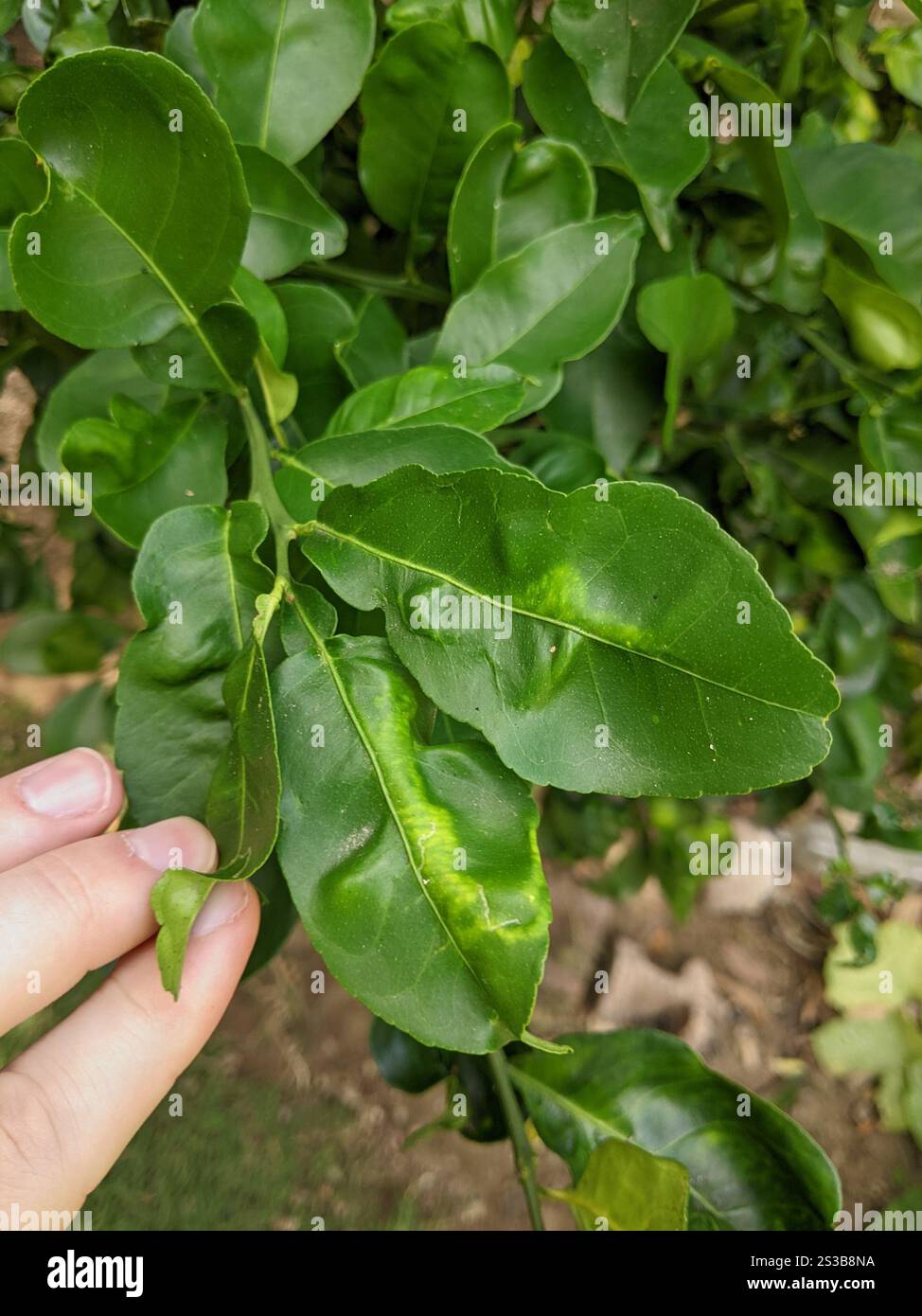 Citrus Bud Mite (Aceria sheldoni Stock Photo - Alamy