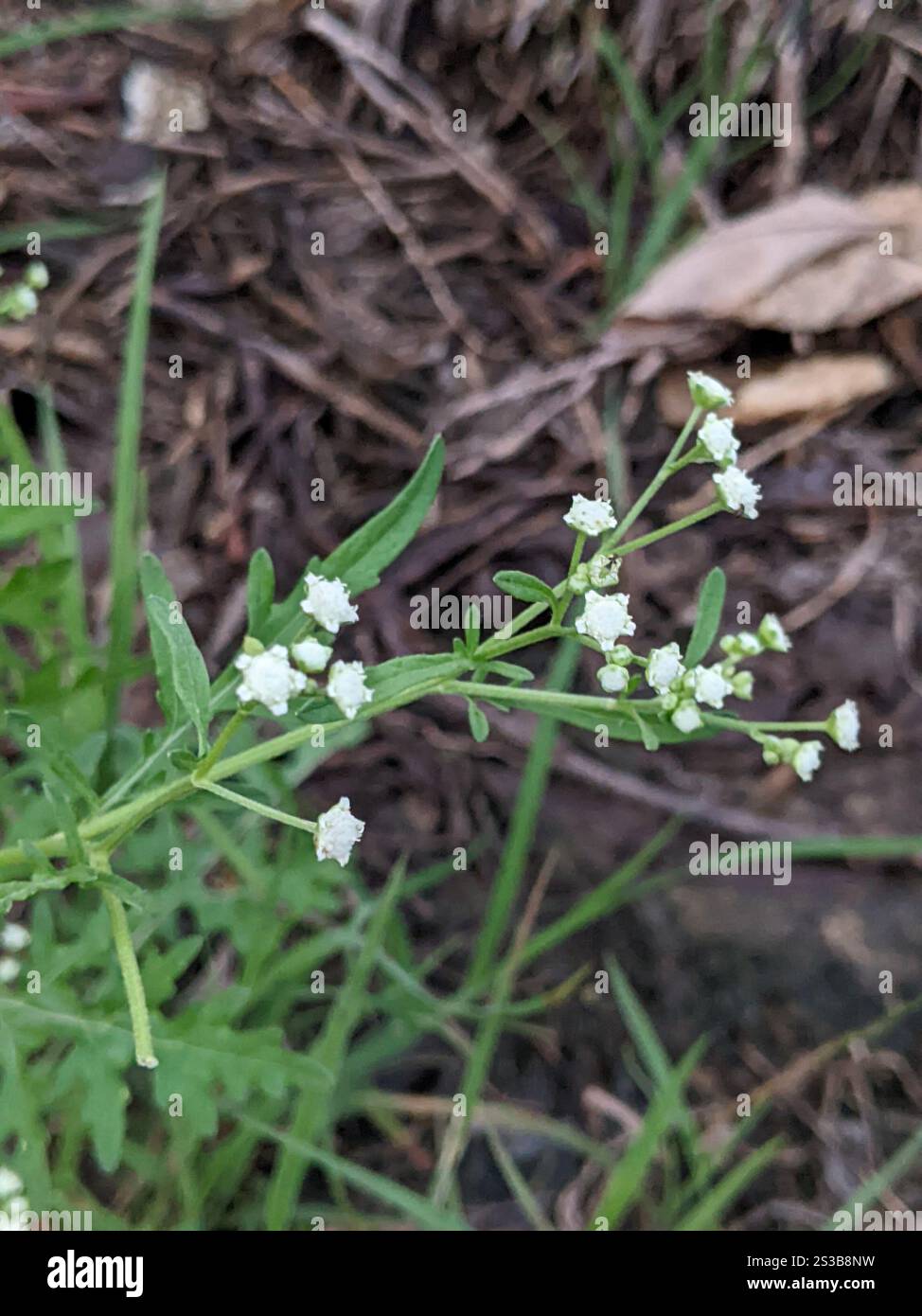Santa Maria feverfew (Parthenium hysterophorus Stock Photo - Alamy