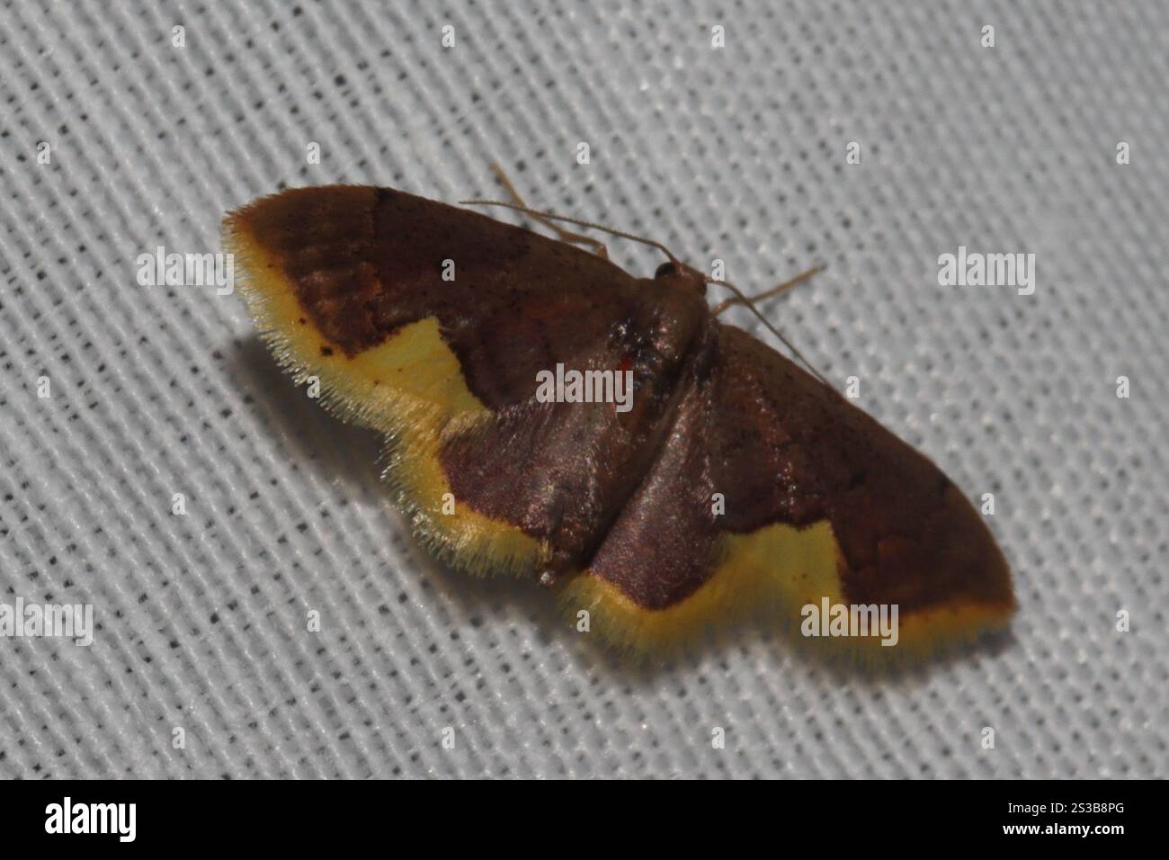 Geometer Moths (Geometridae Stock Photo - Alamy