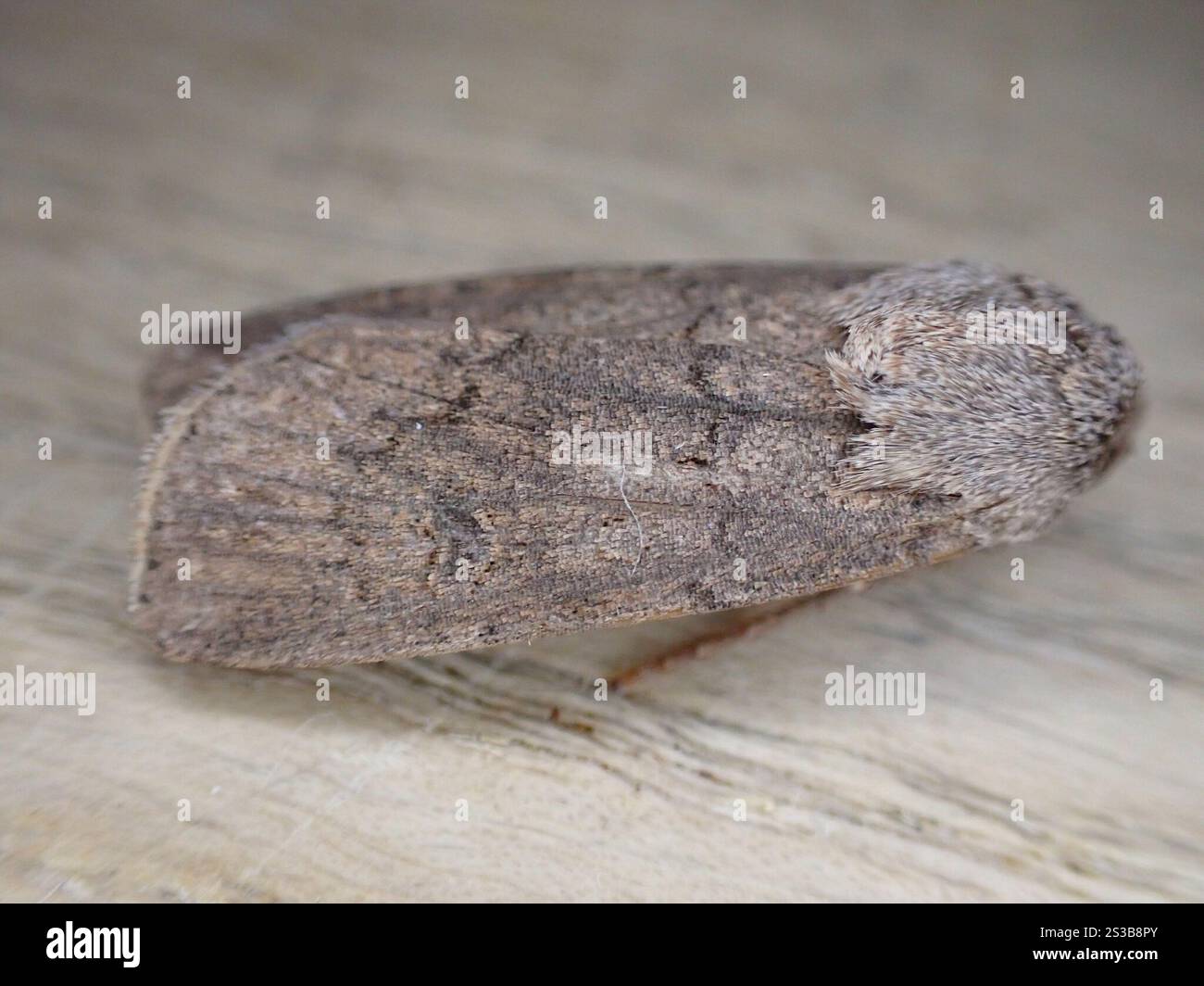 Turnip Moth (Agrotis segetum Stock Photo - Alamy