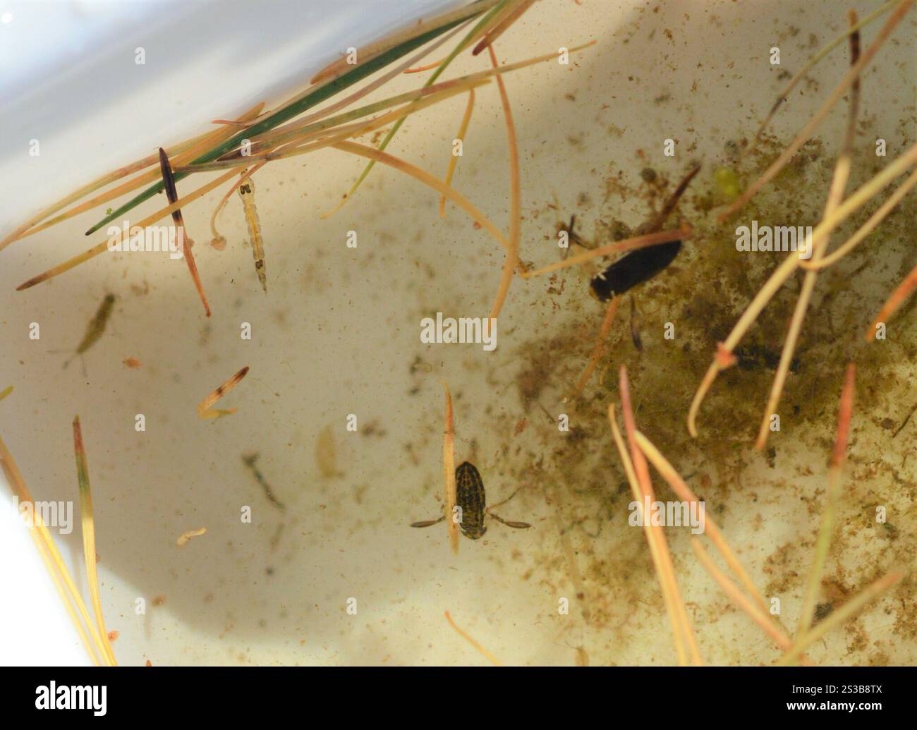 Water Boatmen (Corixidae Stock Photo - Alamy