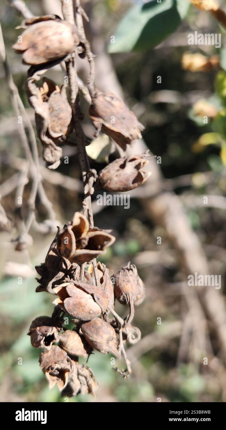tree tobacco (Nicotiana glauca Stock Photo - Alamy