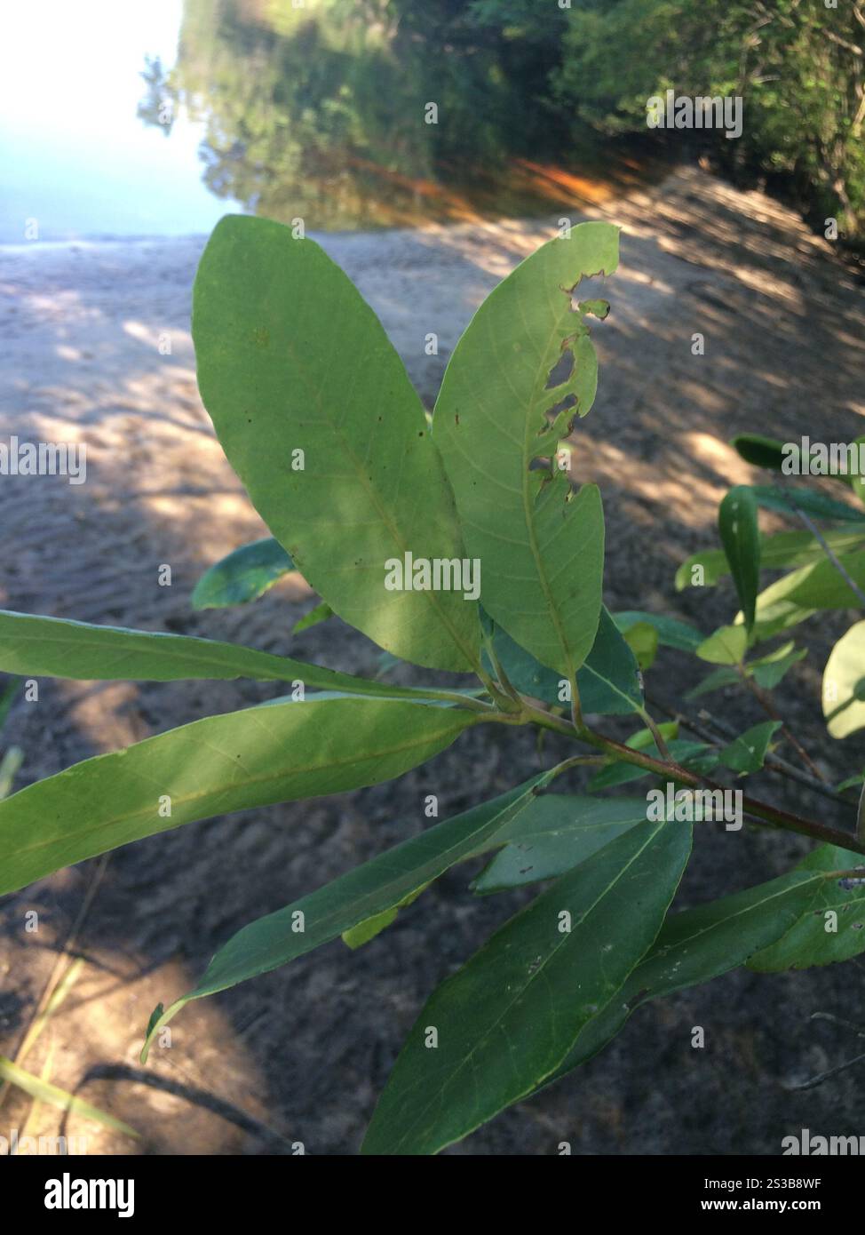 Nyssa ogeche hi-res stock photography and images - Alamy